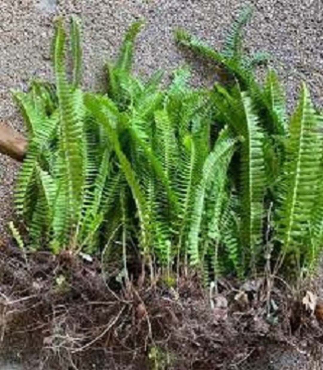 ON SALE!!! 6 Bare Root Boston Sword Fern With FREE Shipping!!! - Etsy