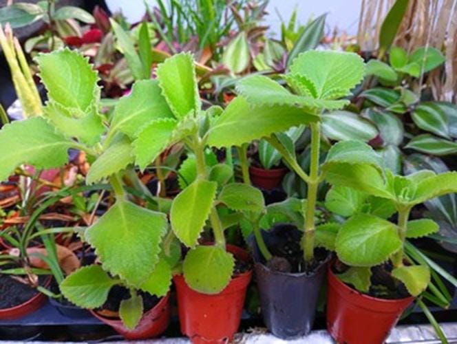 3 Vegetable/edible Potted Starter Plants...grower's Choice - Etsy