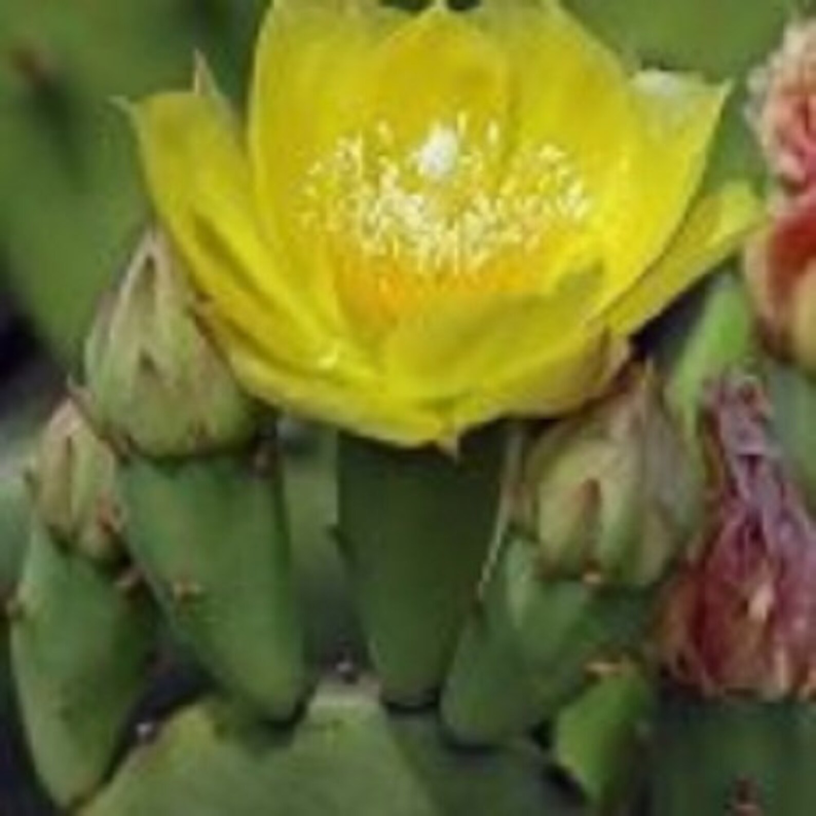 6 Prickly Pear Pads/leaves. FREE SHIPPING - Etsy