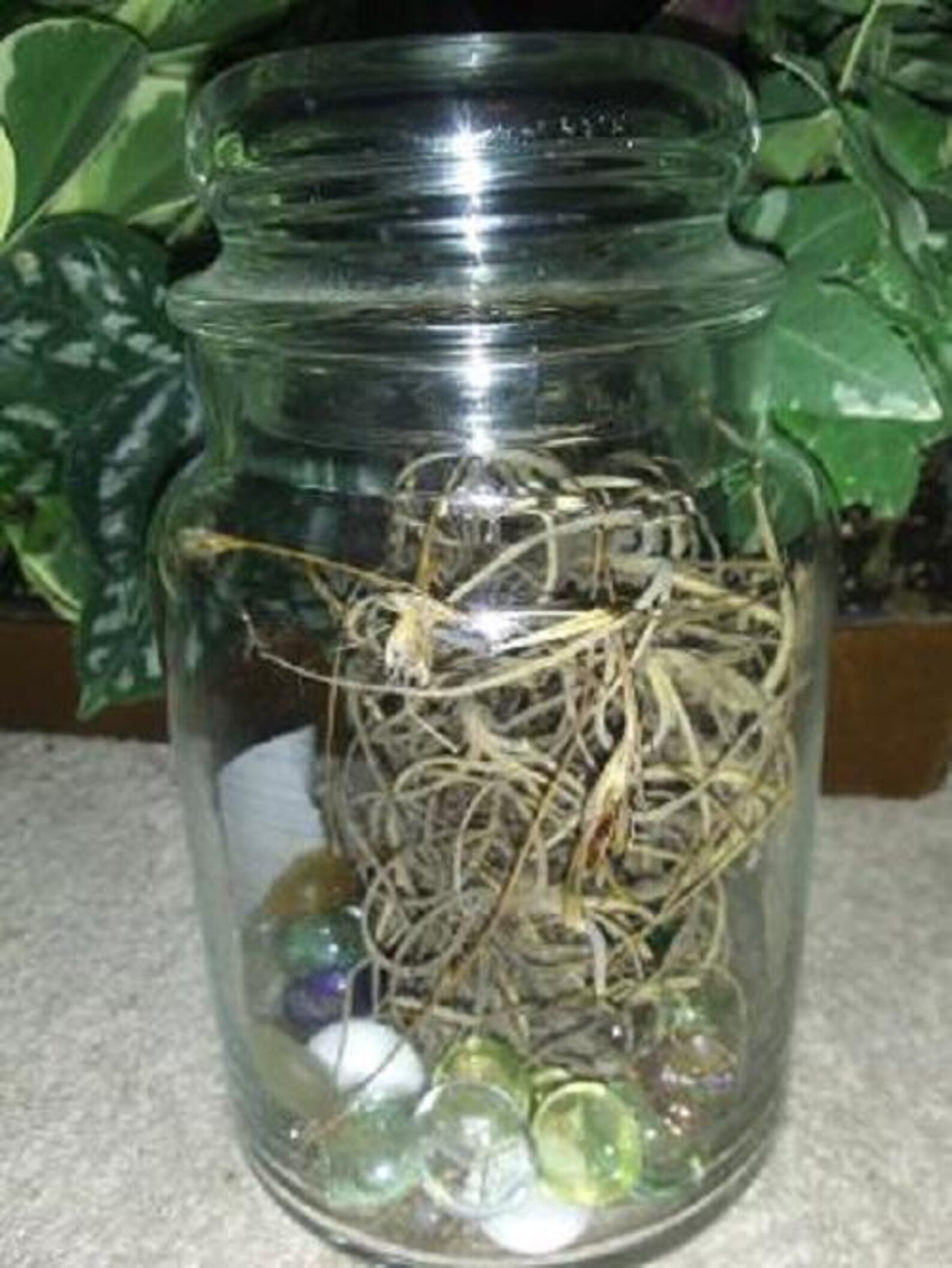 Do-it-yourself Jar Terrarium; Jar, Soil, & Random Plant ~ SHIPS FREE ...