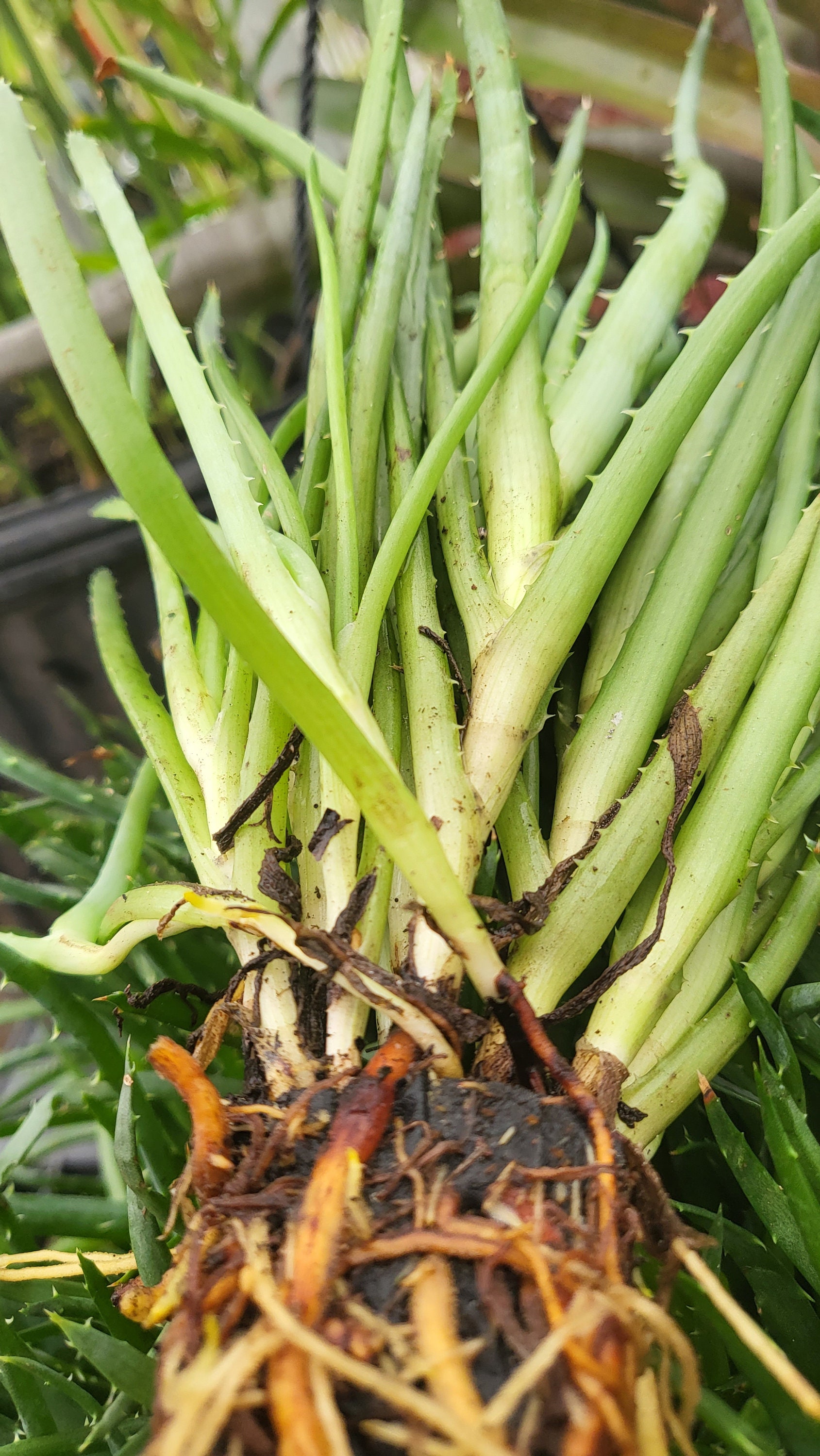 ALOE VERA Bare Root Seed Tray Clump at Least 6 Plants 4-8 Inches Tall ...