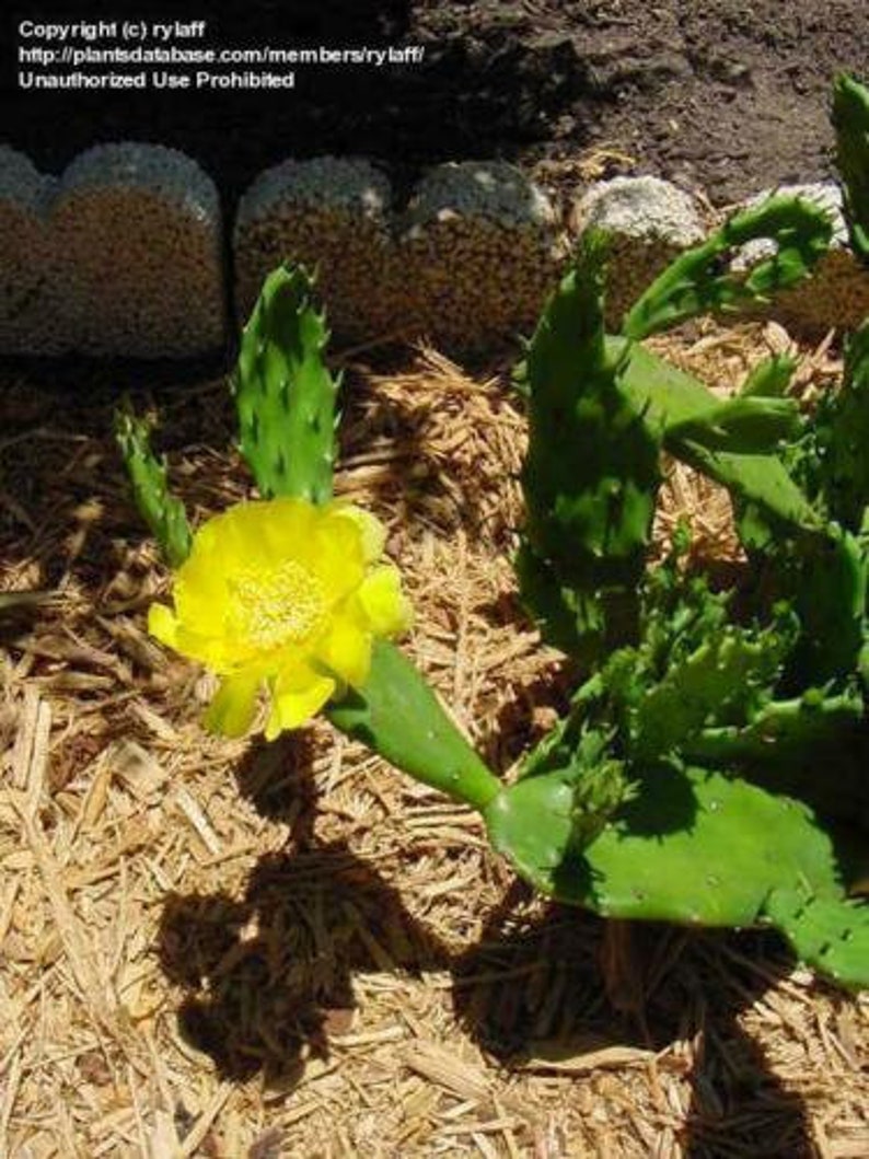 6 Prickly Pear Pads/leaves. FREE SHIPPING - Etsy