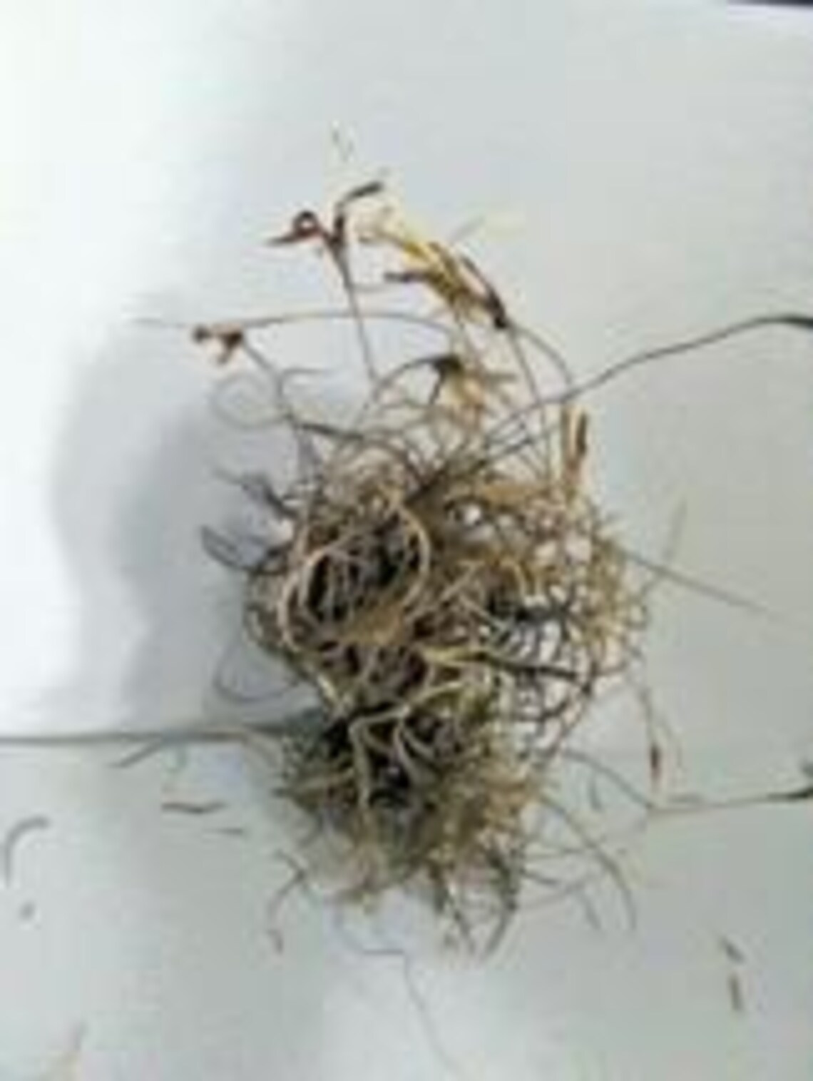 Do-it-yourself Jar Terrarium; Jar, Soil, & Random Plant ~ SHIPS FREE ...