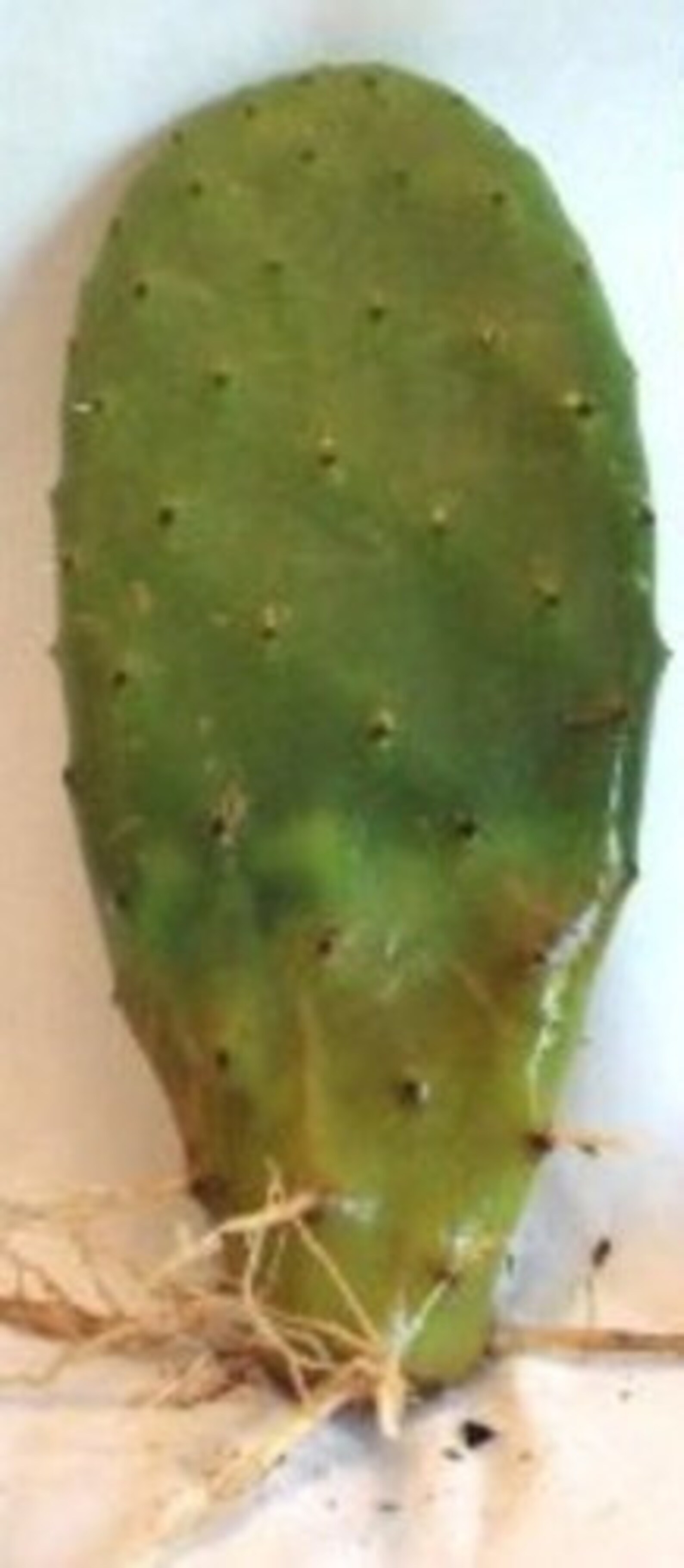 6 Prickly Pear Pads/leaves. FREE SHIPPING - Etsy