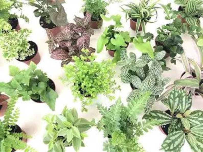24 Pack Live Assorted Plants in 4" Pots. Grower's Choice...ships FREE ...