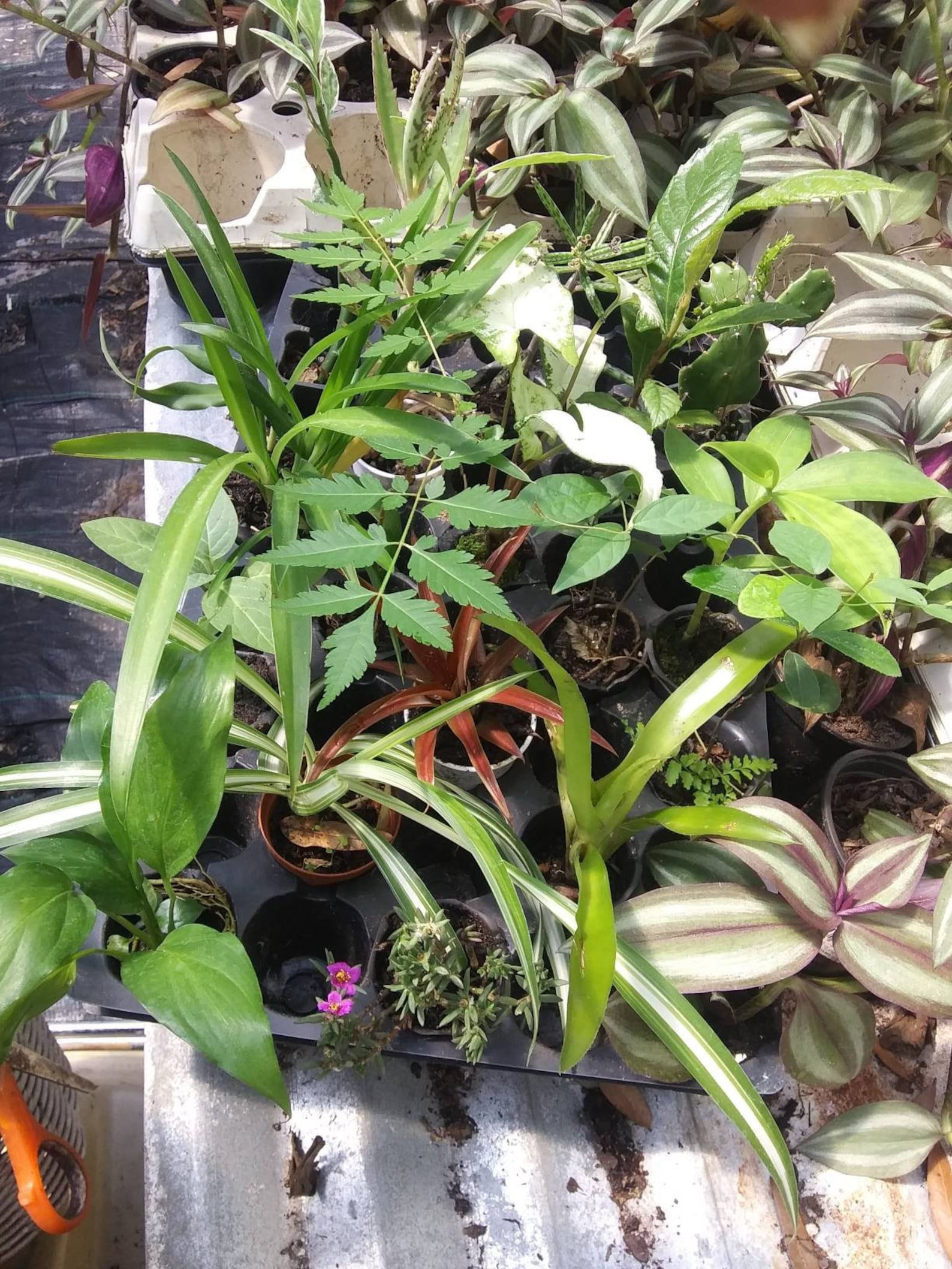 24 Pack Live Assorted Plants in 4" Pots. Grower's Choice...ships FREE ...