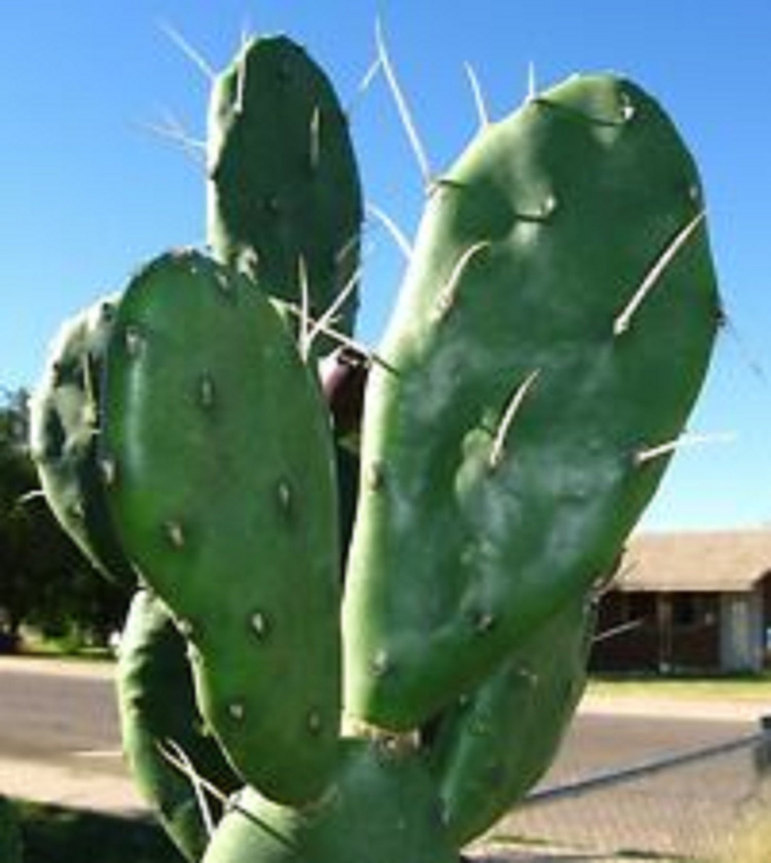 6 Prickly Pear Pads/leaves. FREE SHIPPING - Etsy