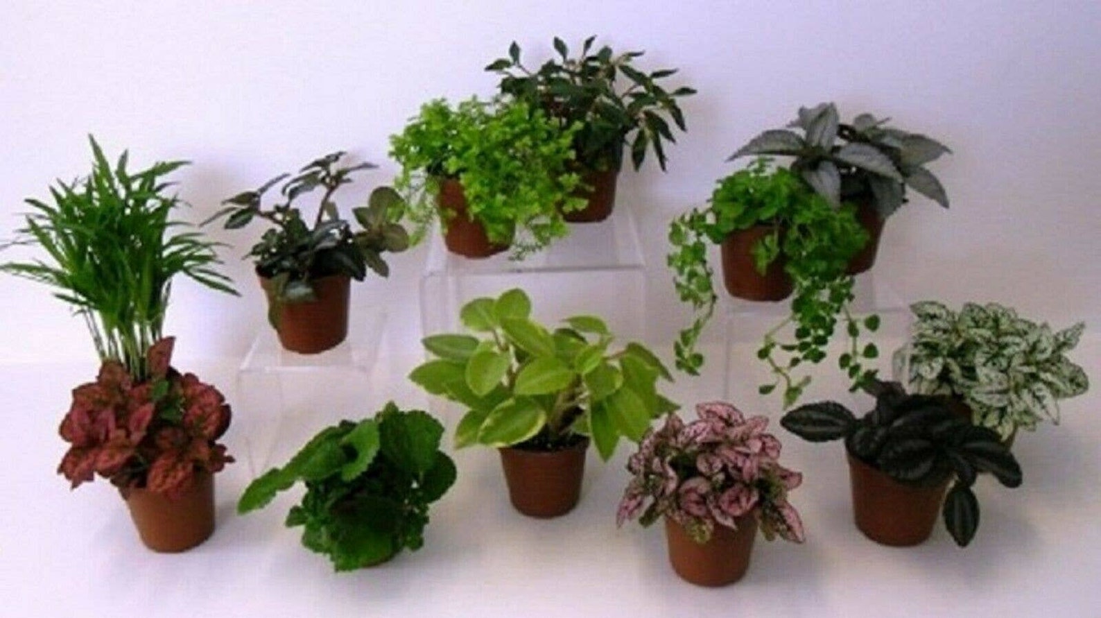 5 Different Assorted Plants; Party Favors, GIFTS, Large Terrariums Etc ...