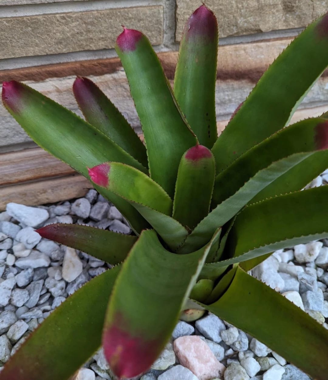 Fingernail Plant, Neoregelia Spectabilis Bromeliad With Painted ...