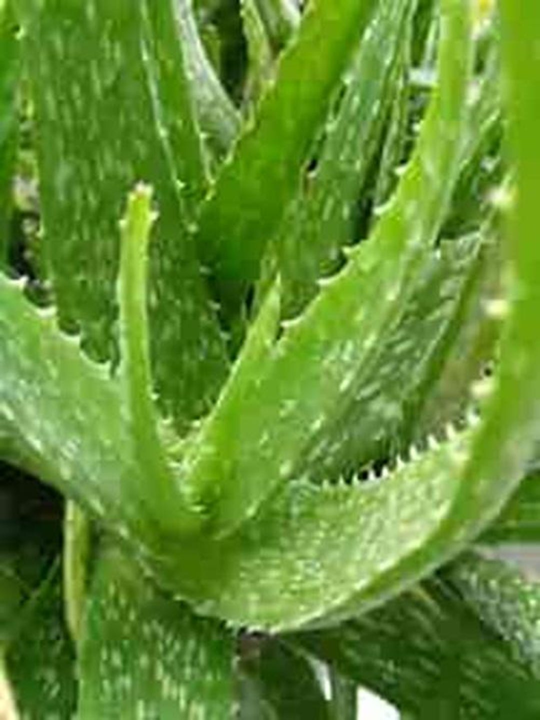 3 Potted Aloe Vera Medicine Plants in Starter Pots. SHIPS FREE!!! - Etsy