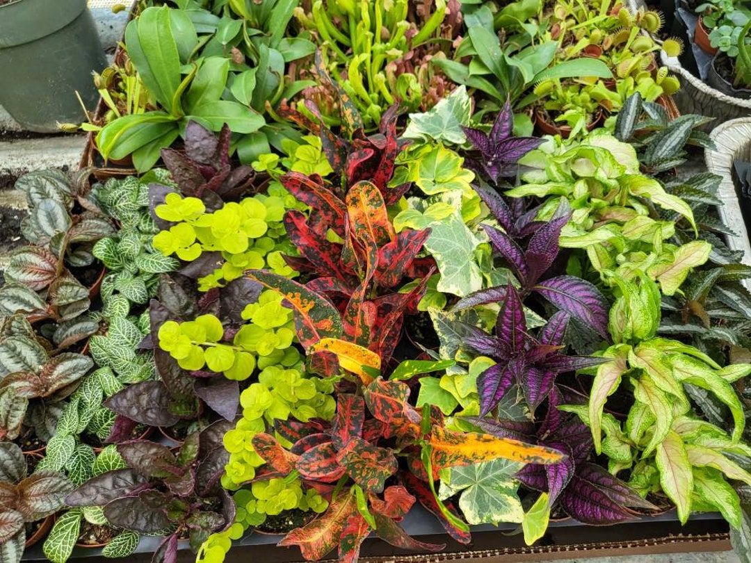 5 Live Plants in 2" Starter Pots With FREE SHIPPING!!! - Etsy