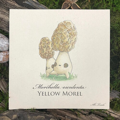 Mushling Identification Print Mushroom Botanical Fine Art - Etsy UK