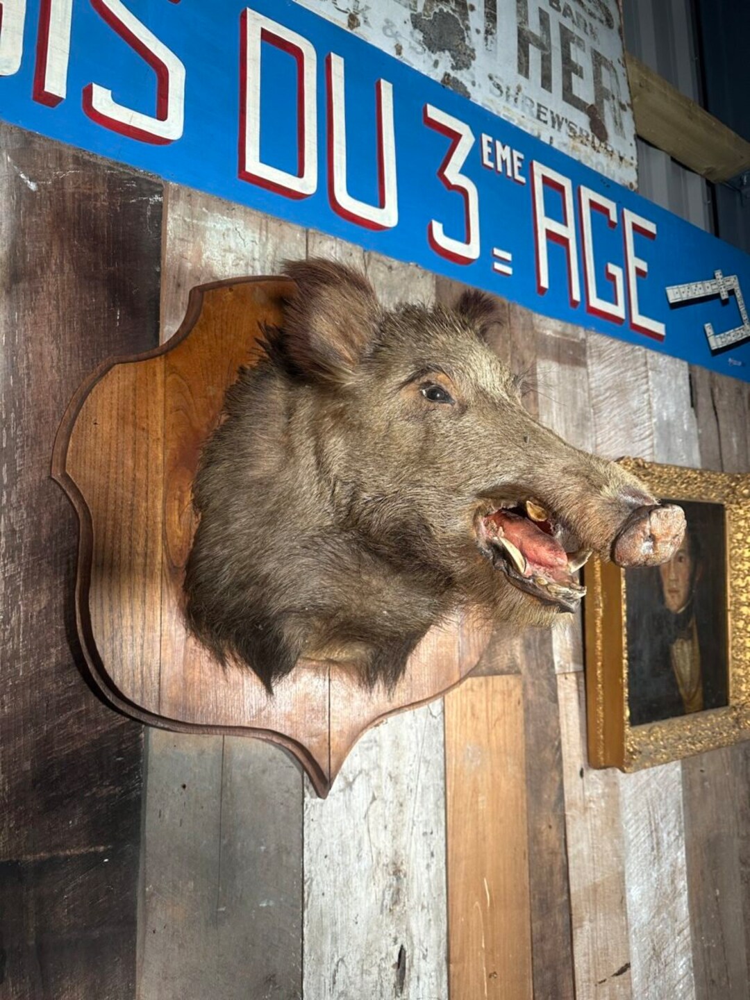 Antique Oak Mounted Wild Boar Taxidermy, C 1870 - Etsy