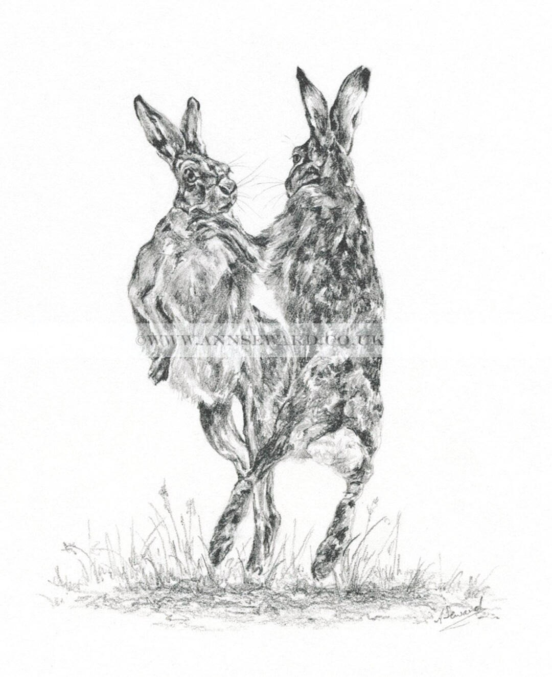Boxing Hares 3 Limited Edition Print of a Brown Hares Boxing From My ...
