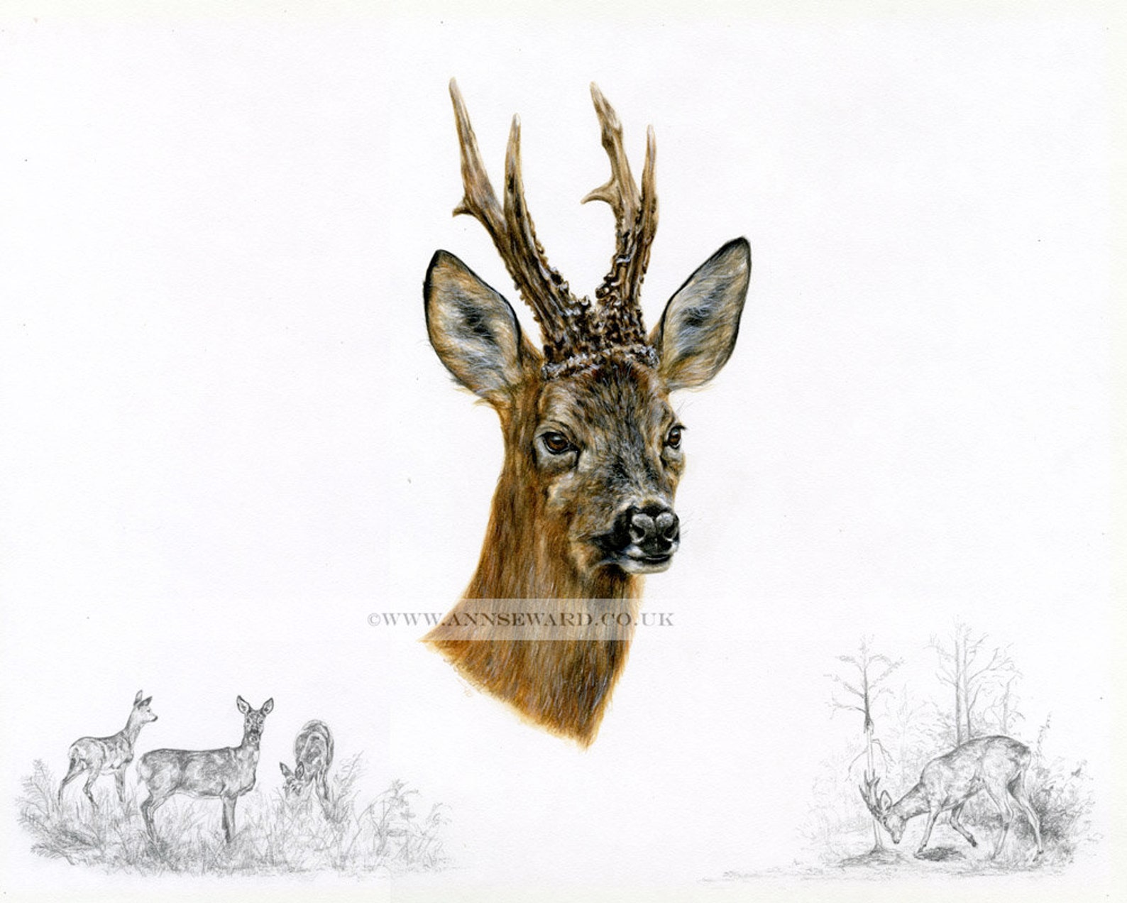 The Roebuck Roe Deer Limited Edition Wildlife Print of a Roebuck From ...