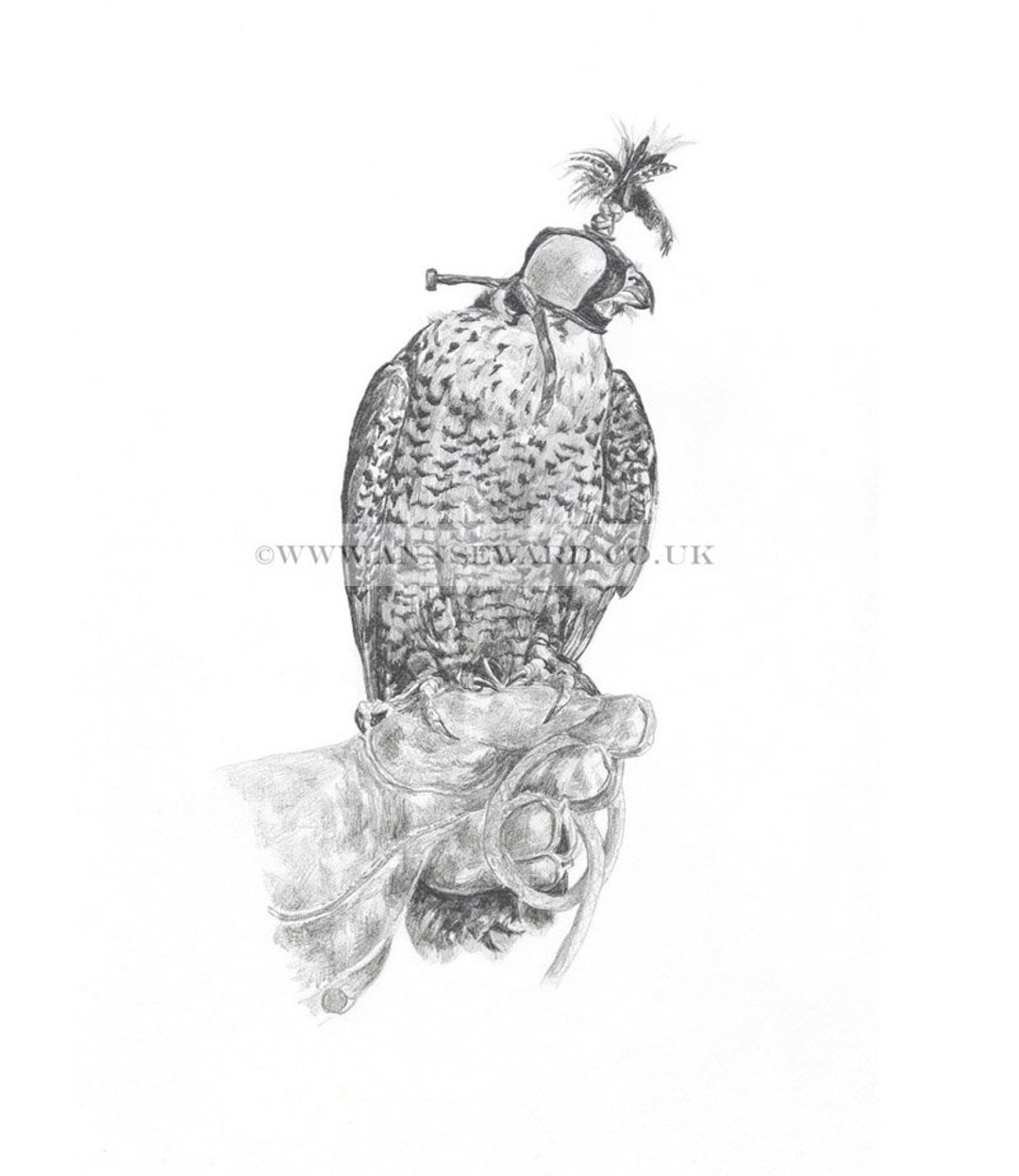 Hooded Peregrine Falcon Limited Edition Print of a Peregrine Falcon 'on ...