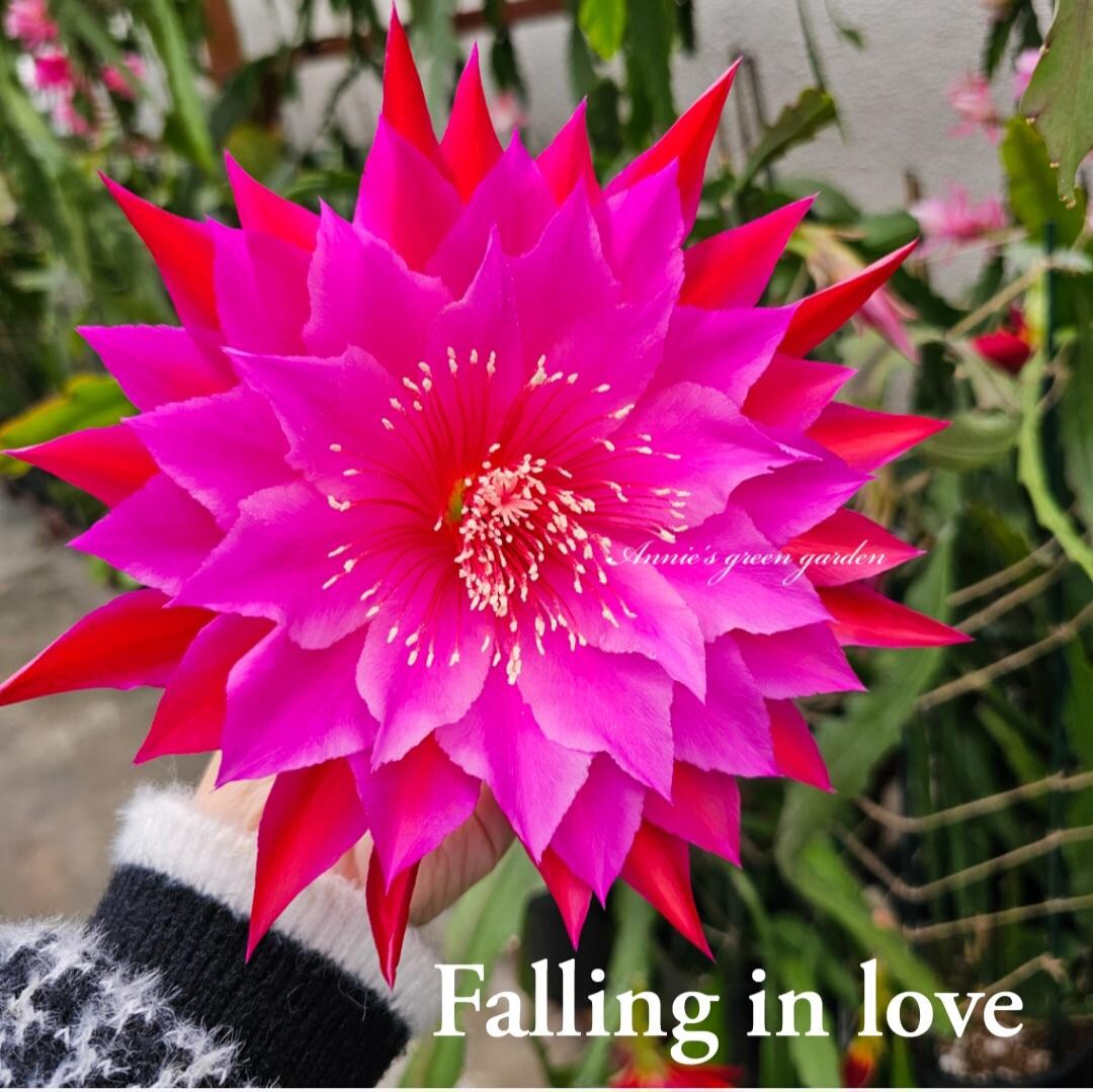 Epiphyllum Cutting - Falling in Love - Etsy