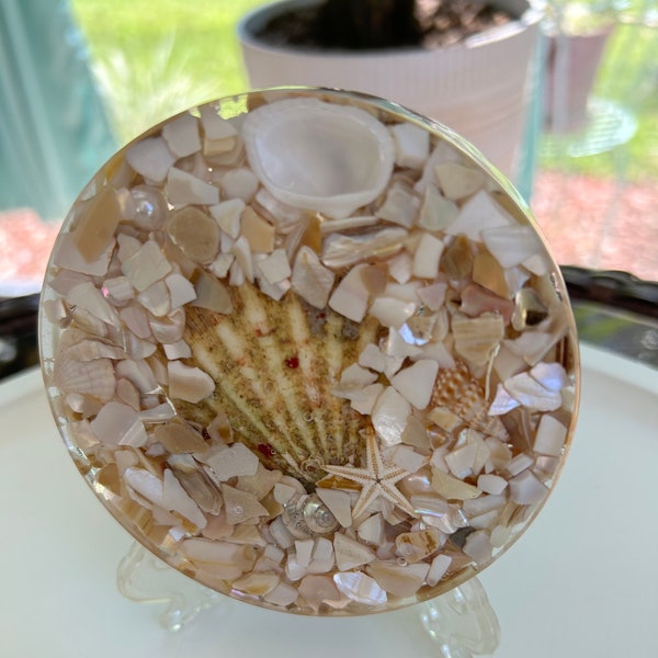Seashell Coasters - Etsy