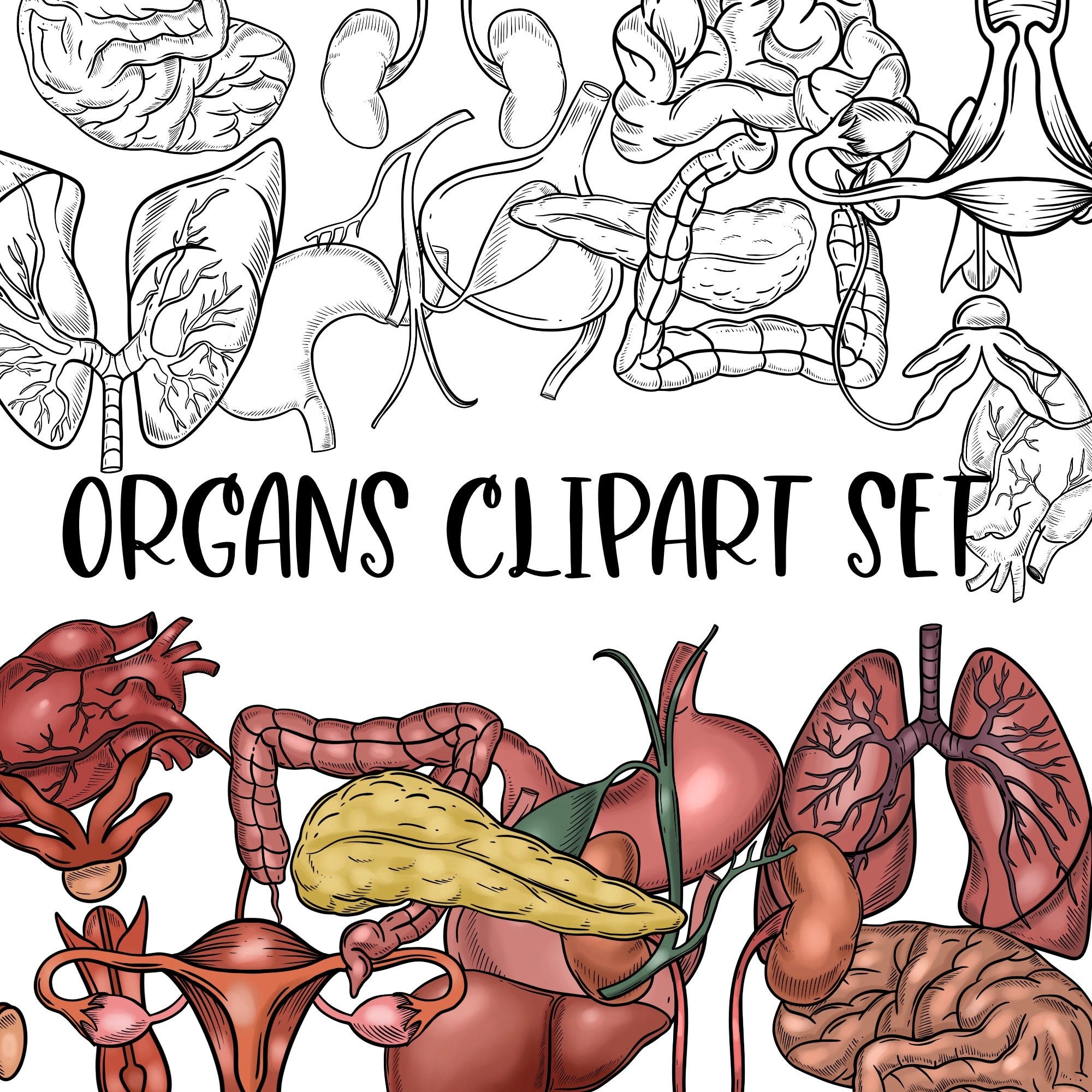 Organs Clipart Set. Digital Download. Colored and Black and White ...