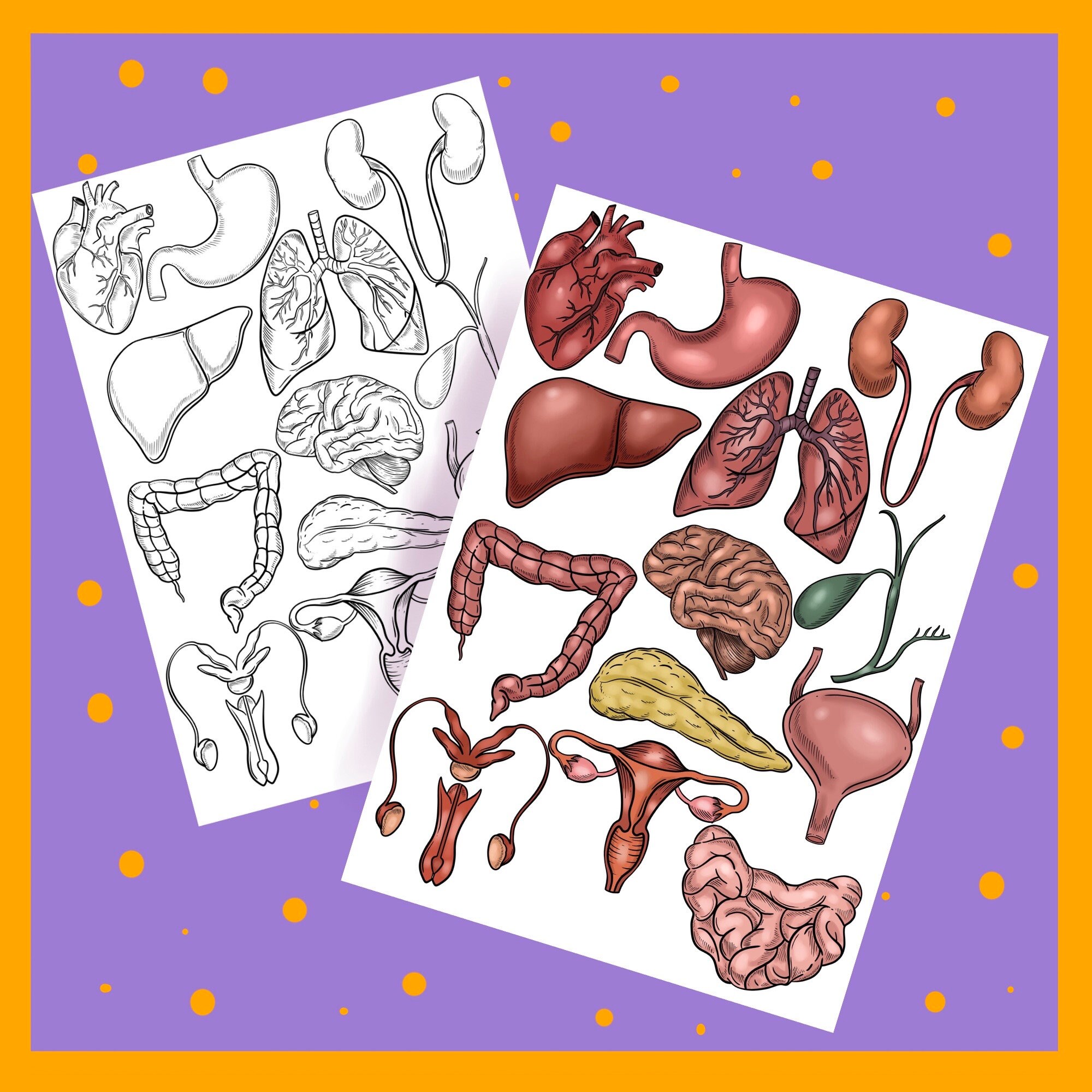 Organs Clipart Set. Digital Download. Colored and Black and White ...