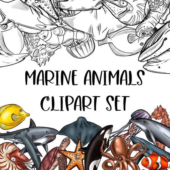 Marine Animals Clipart. Digital Download. Colored and Black - Etsy
