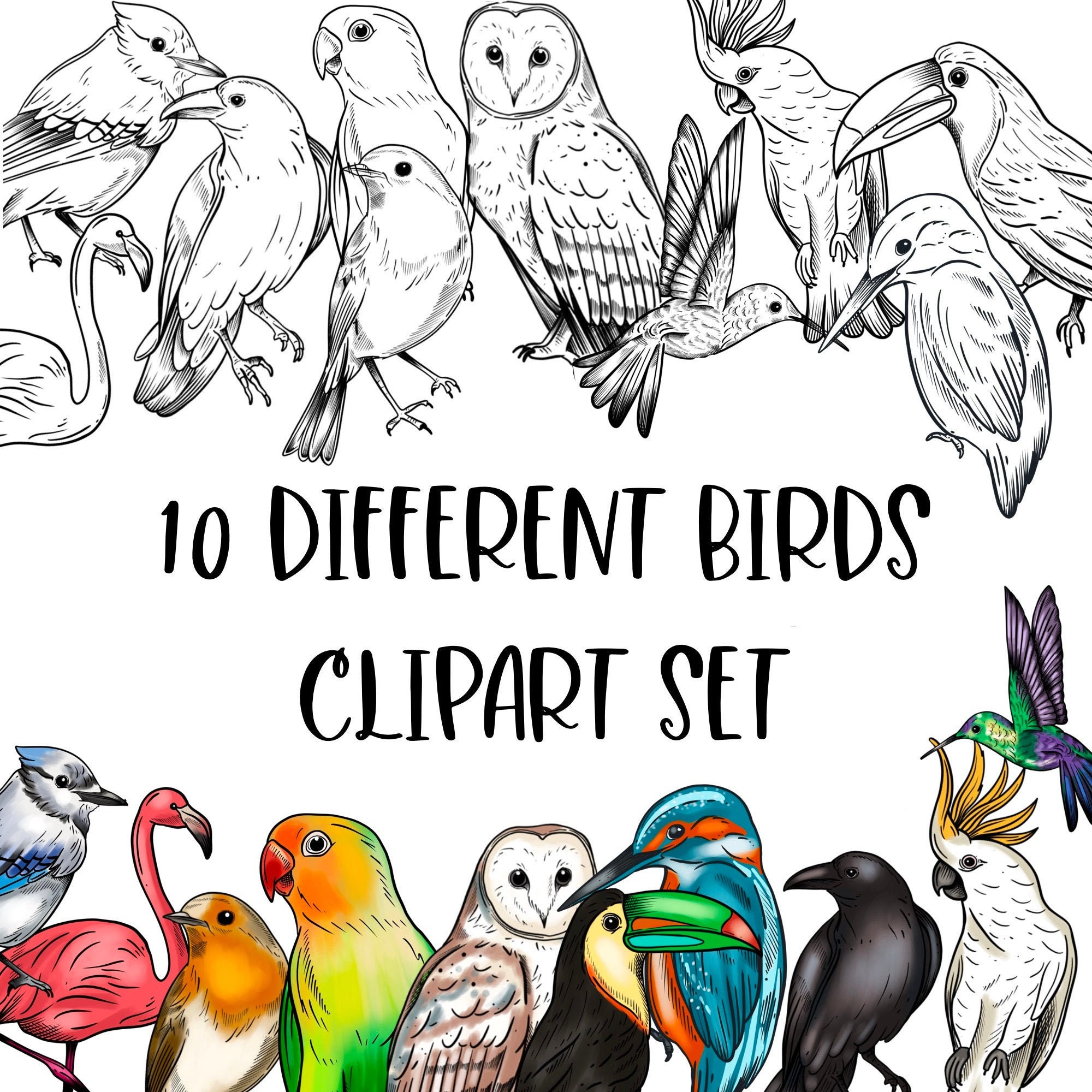 Bird Elements Clipart, Black and White and Colored Versions. DIGITAL ...