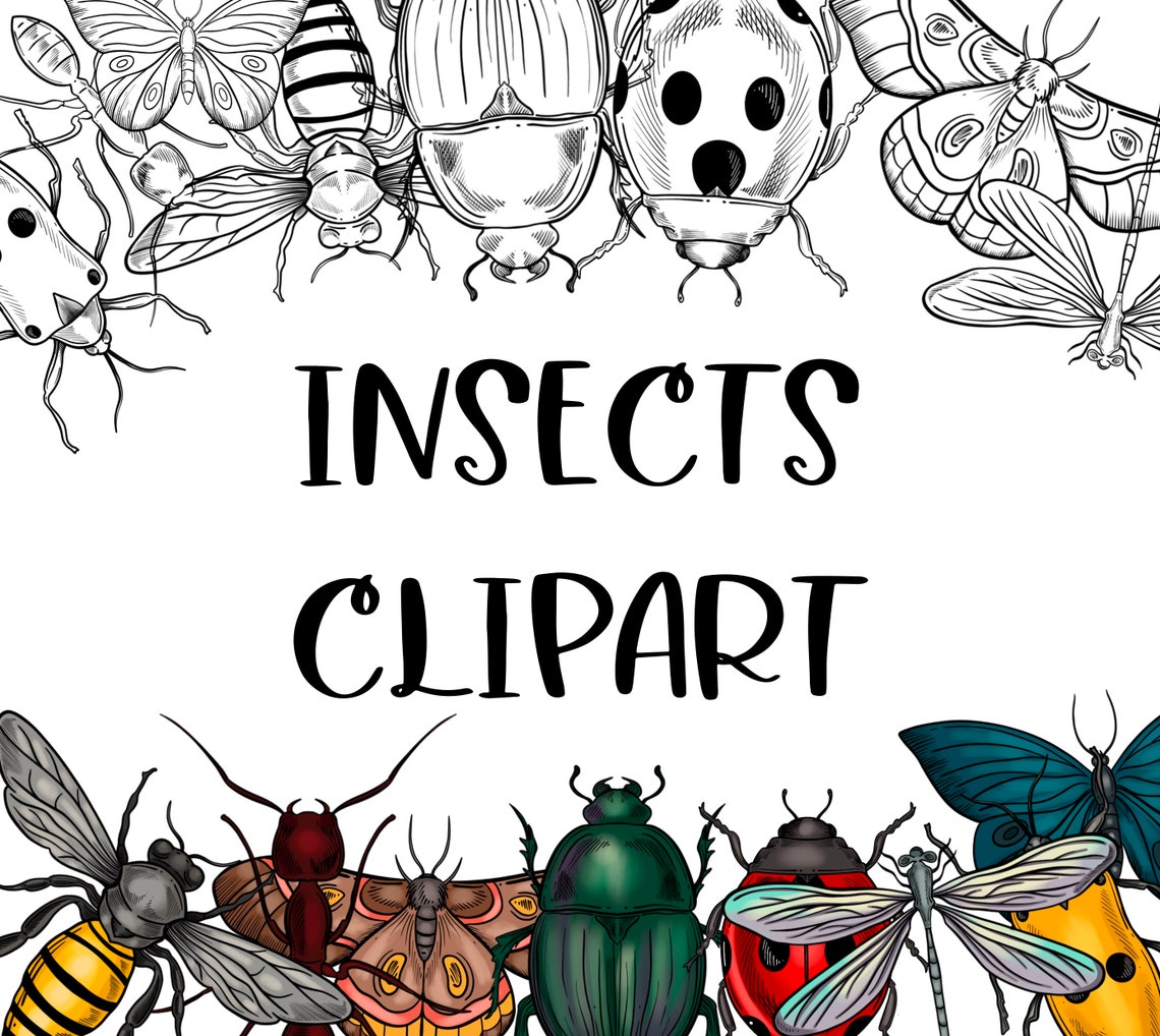 8 Insects Clipart Set in Black and White and Colored Versions. DIGITAL ...