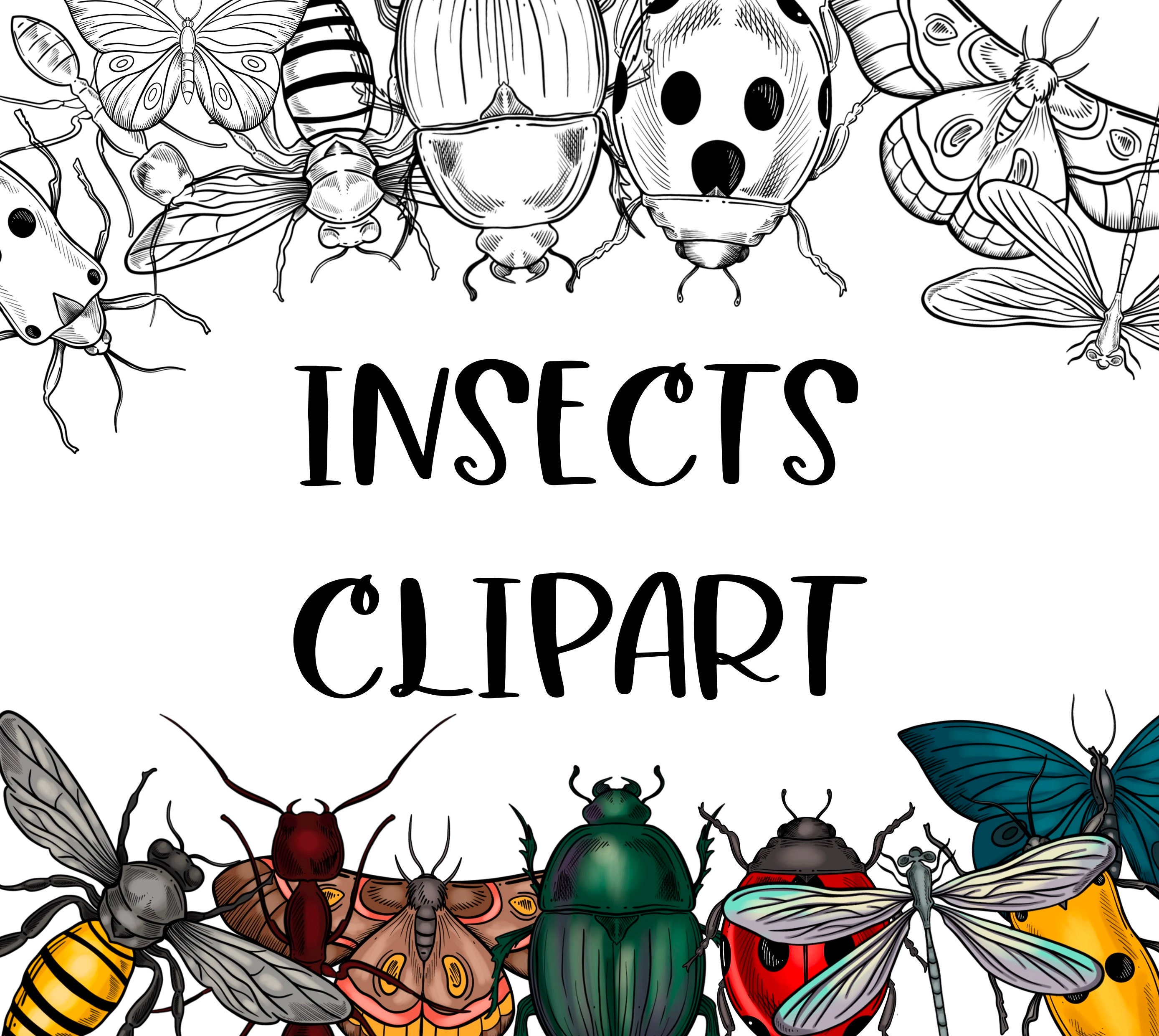 Insects And Bugs Clipart White And Black