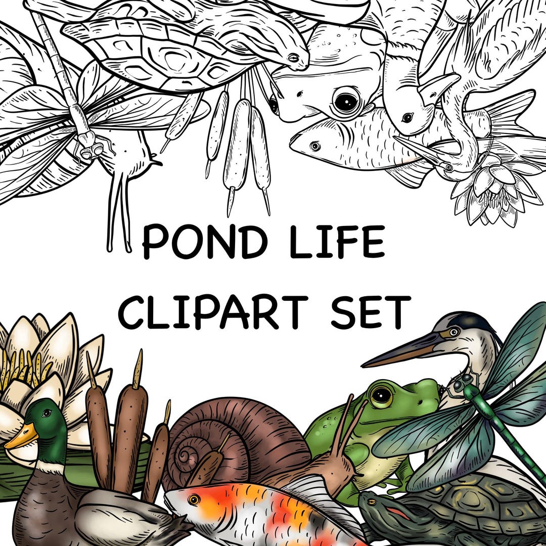 Pond Life Elements Clipart. Digital Download. Colored and Black and ...