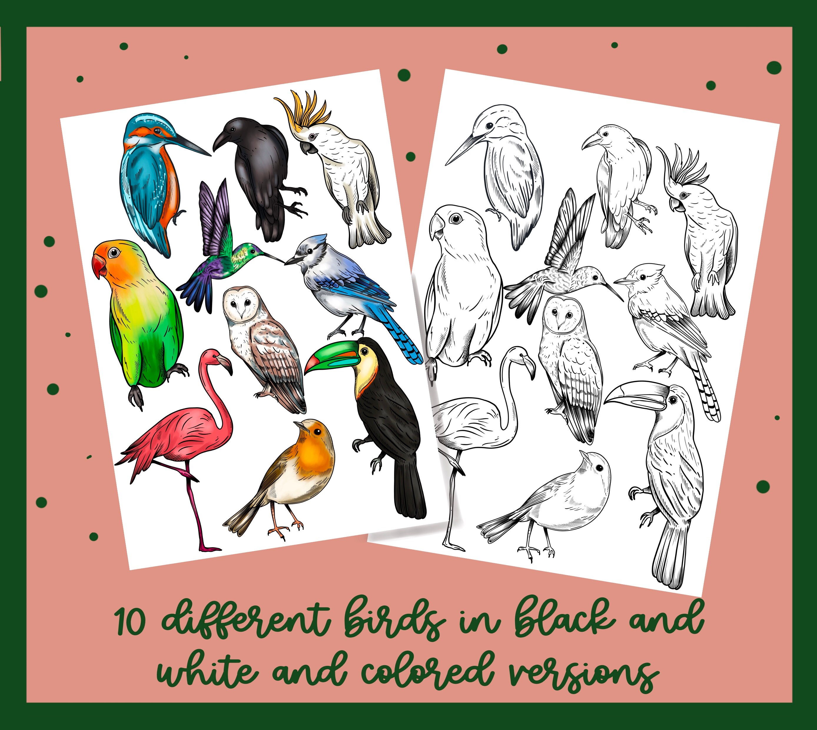 Bird Elements Clipart, Black and White and Colored Versions. DIGITAL ...