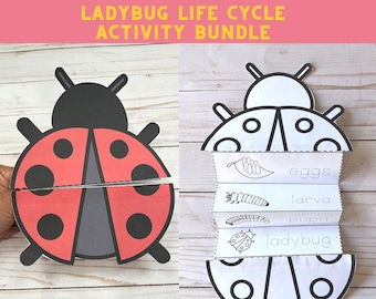 Ladybug Life Cycle, Montessori Material, Educational Toy Biology ...