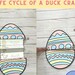 Easter Craft- Life Cycle of a Duck- Spring Craft - Etsy