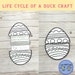 Easter Craft- Life Cycle of a Duck- Spring Craft - Etsy