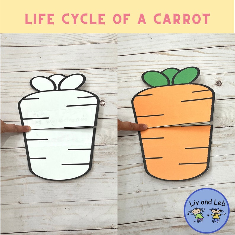 Life Cycle of Carrot Craft - Etsy