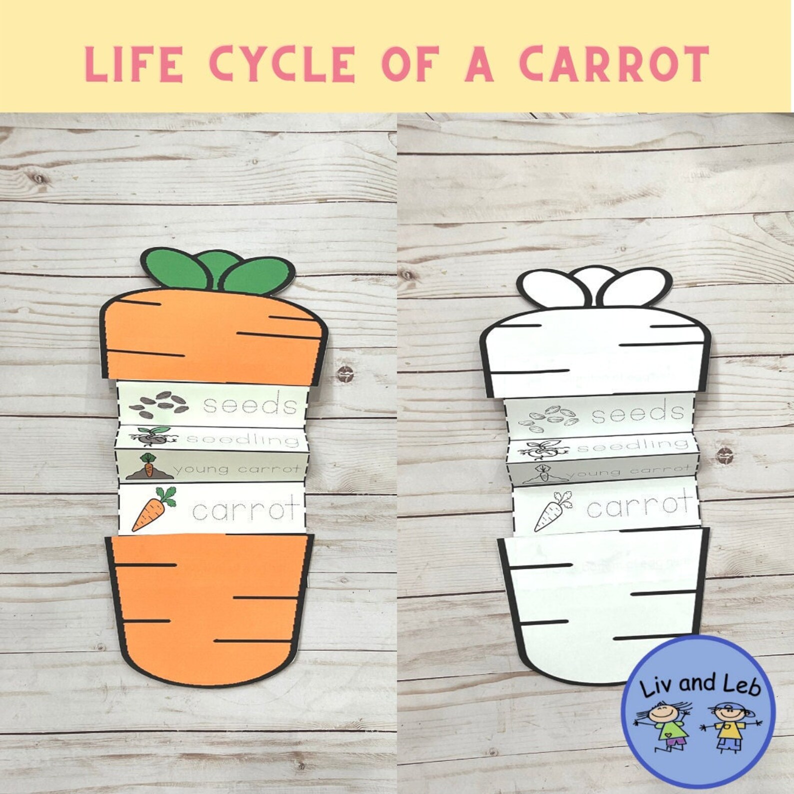 Life Cycle of Carrot Craft - Etsy