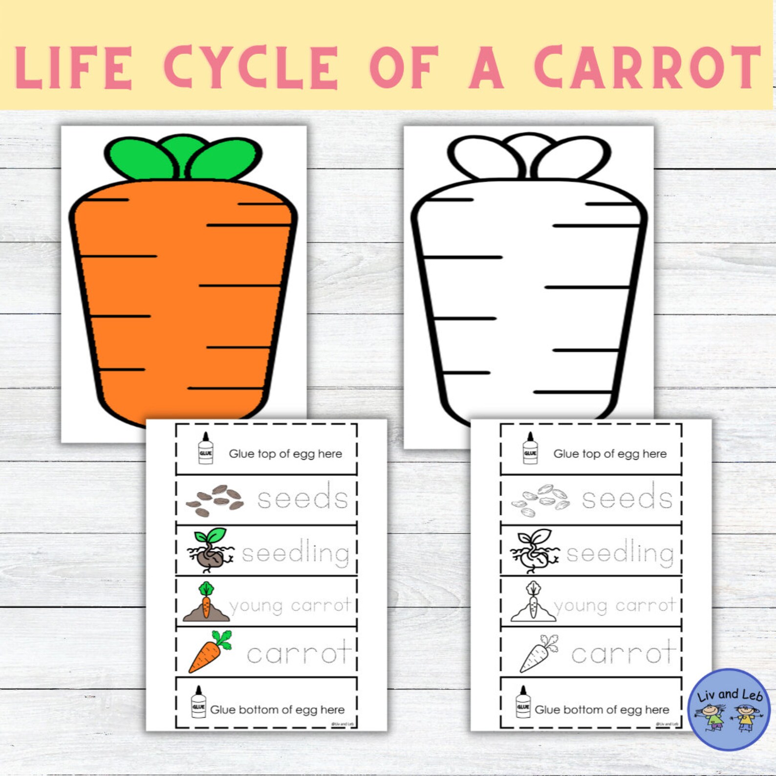 Life Cycle of Carrot Craft - Etsy