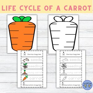 Life Cycle of Carrot Craft - Etsy