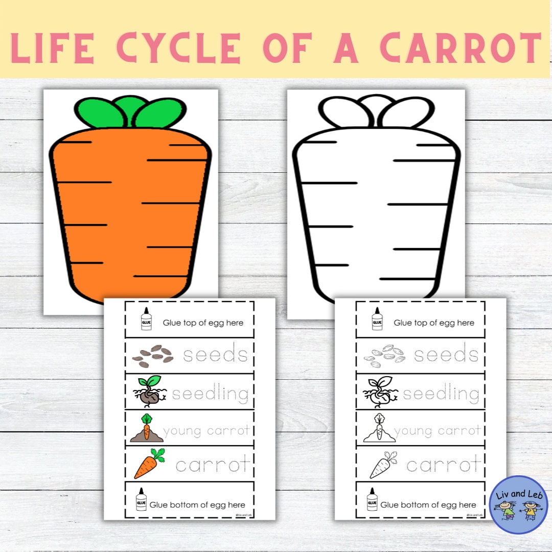 Life Cycle of Carrot Craft - Etsy