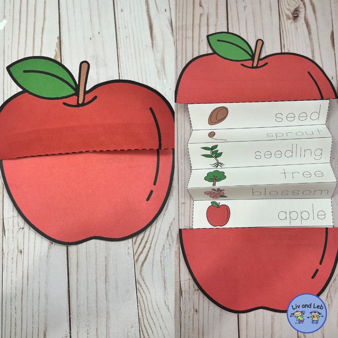 Apple Life Cycle Kids Craft - Etsy