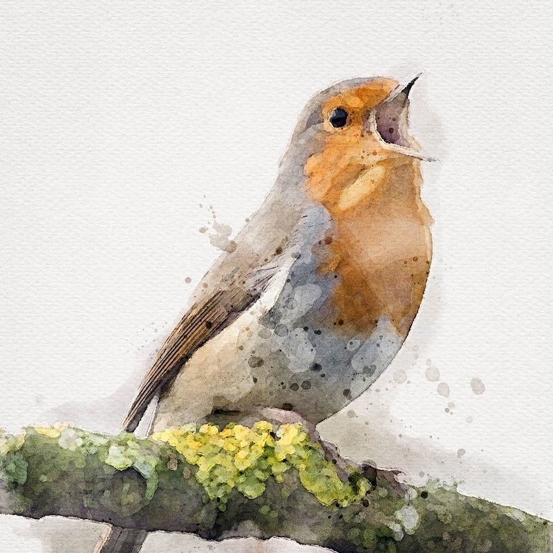 Robin Watercolor - Etsy