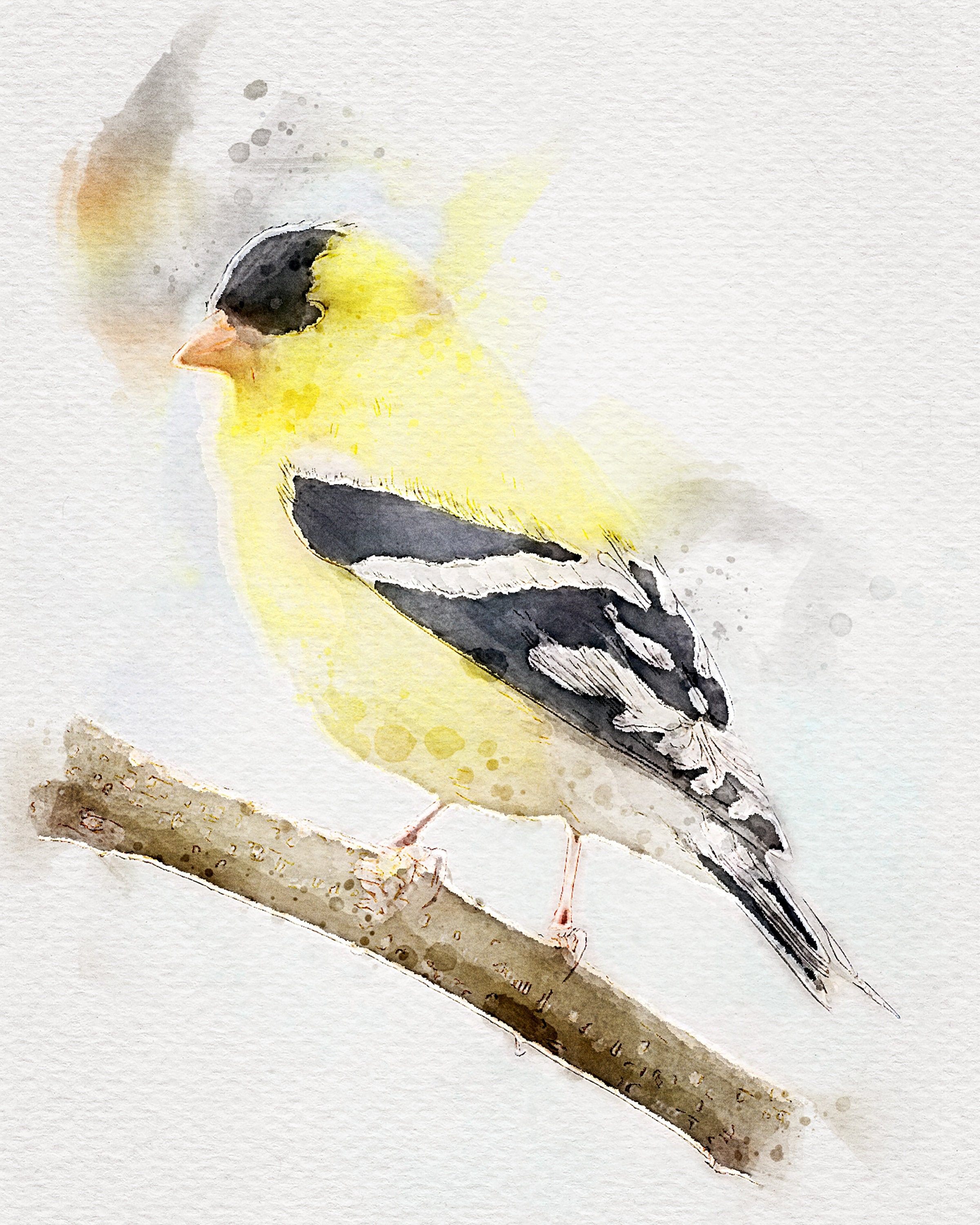 GOLD FINCH Watercolor Painting Watercolor Bird on a Branch | Etsy