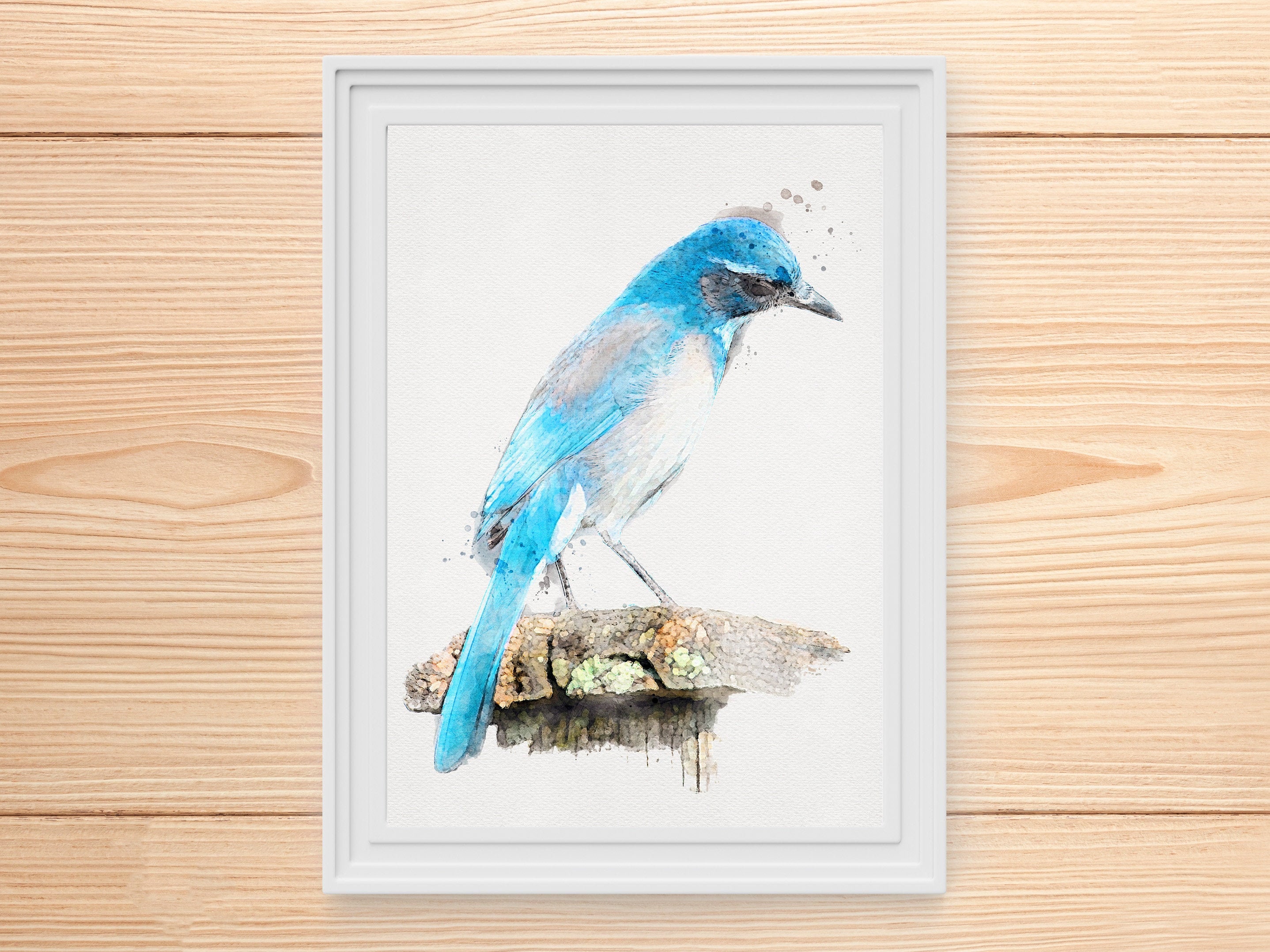 CALIFORNIA SCRUB JAY Painting Watercolor 8x10 Digital Print - Etsy