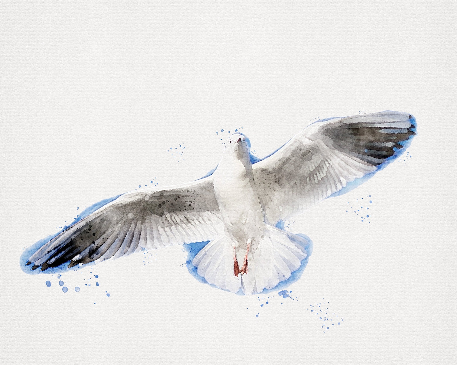 DOVE Watercolor Dove in Flight Dove Painting Dove Art Dove - Etsy