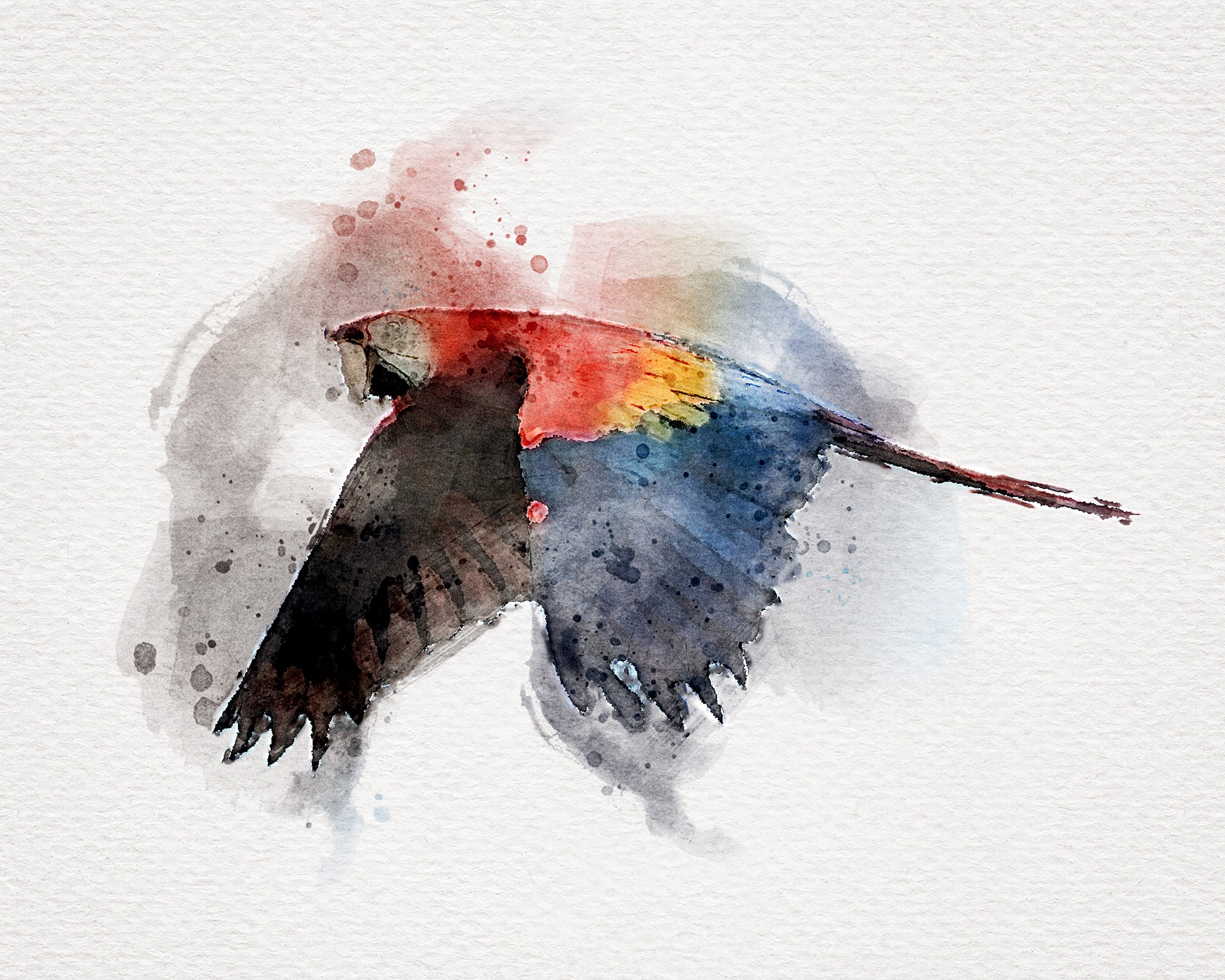 Colorful Flying Bird Art