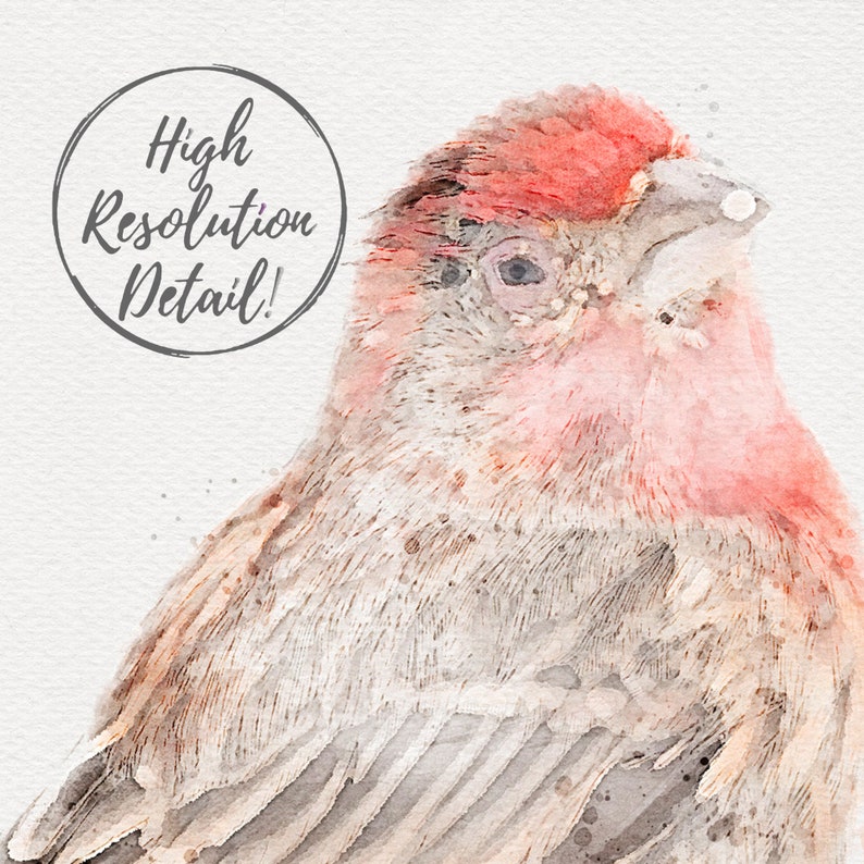 RED FINCH Watercolor Painting, Finch Art, Printable Bird Prints ...
