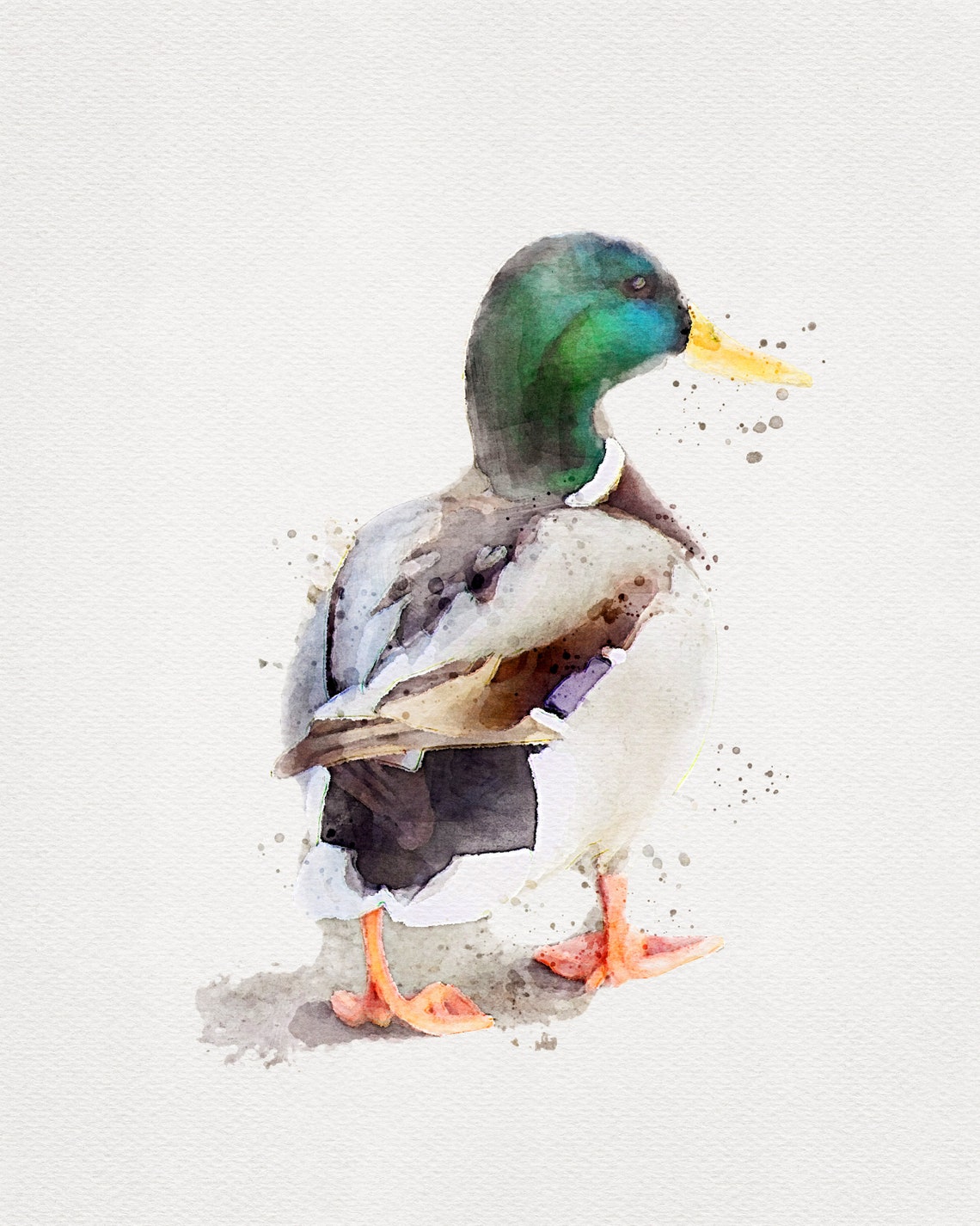 MALLARD DUCK Watercolor Duck Watercolor Mallard Duck Print - Etsy