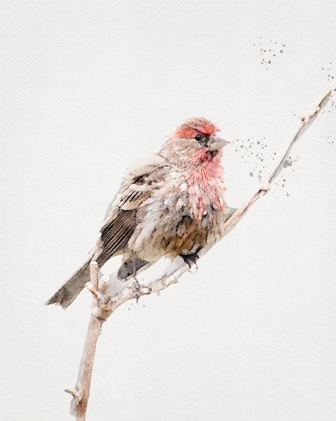 FINCH Art, Finch Watercolor Painting, Watercolor Bird Printables ...