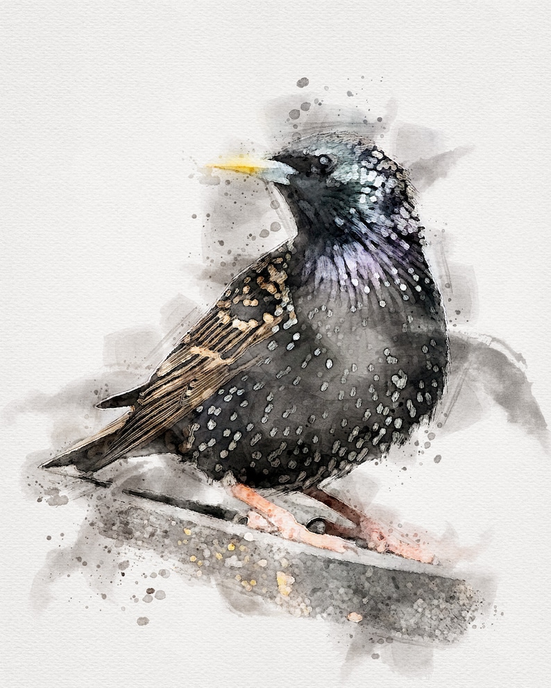 EUROPEAN STARLING Print Starling Bird Starling Art Bird - Etsy