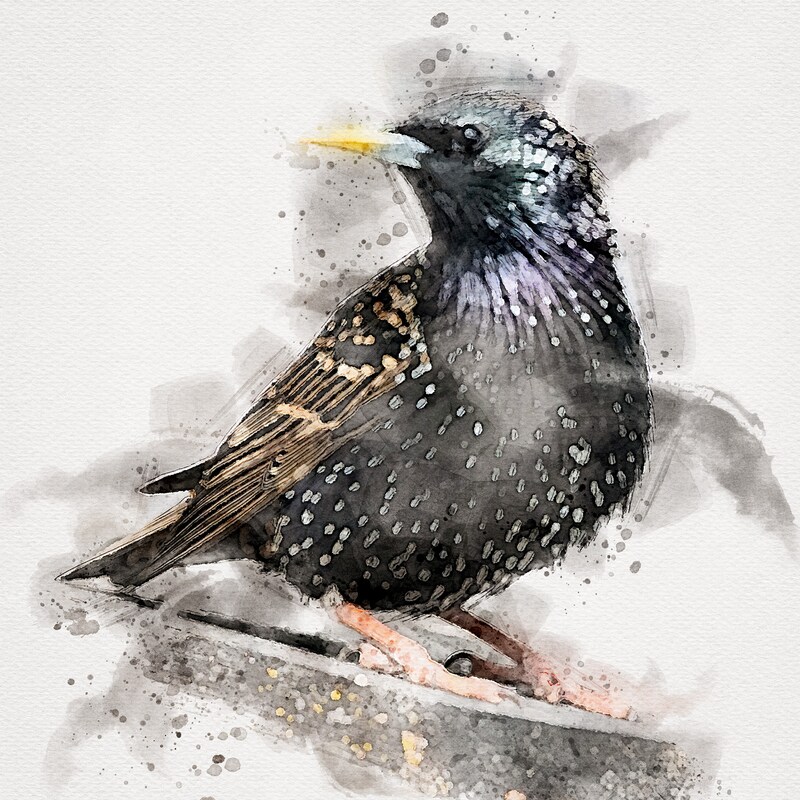 Starling Art - Etsy