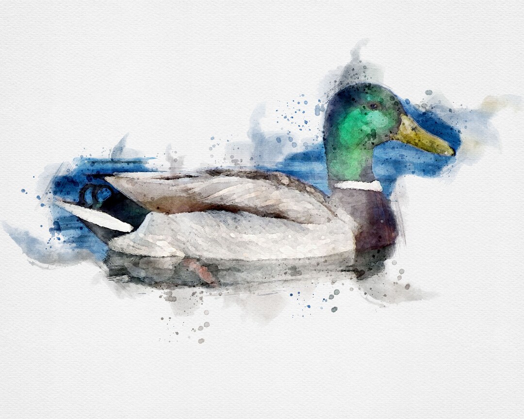 Printable Male Mallard Duck on Water Watercolor, Mallard Duck ...